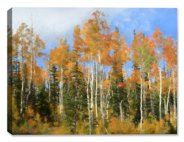 Aspen Trees - Weatherprint Art – Canvas Art Plus